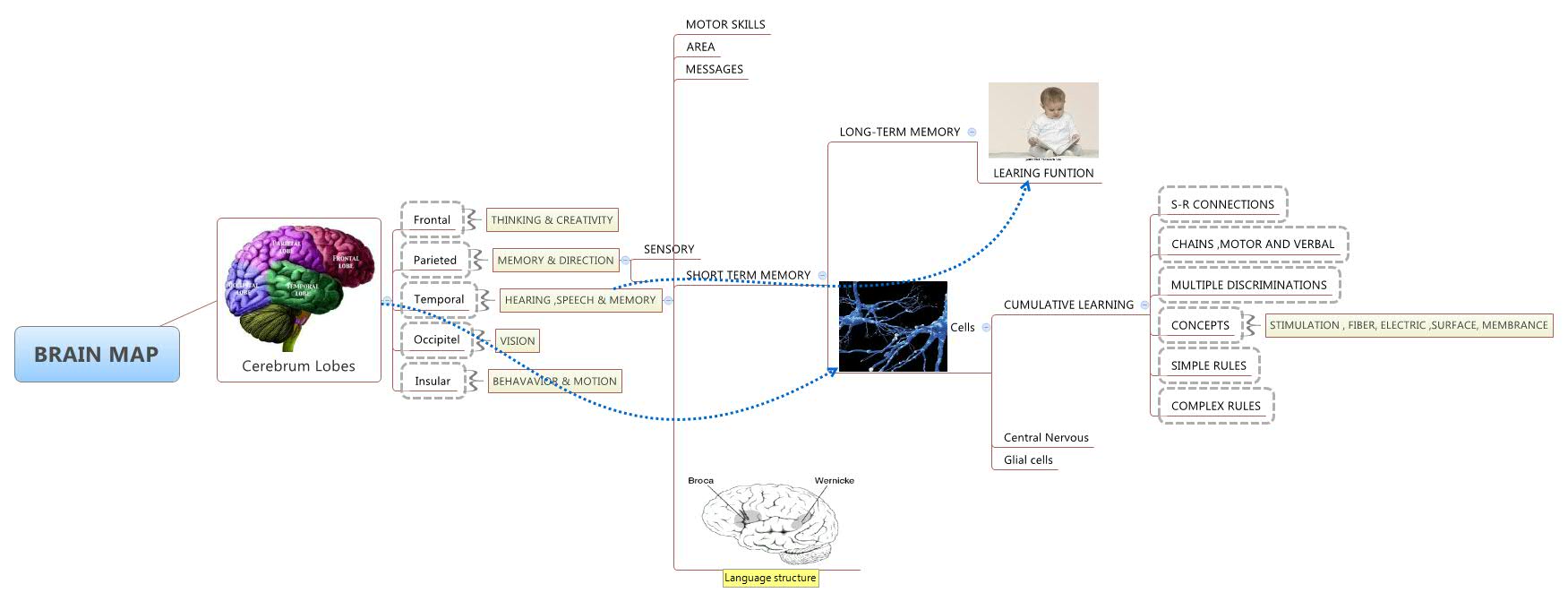 Concept Map Major Regions Of The Brain - United States Map